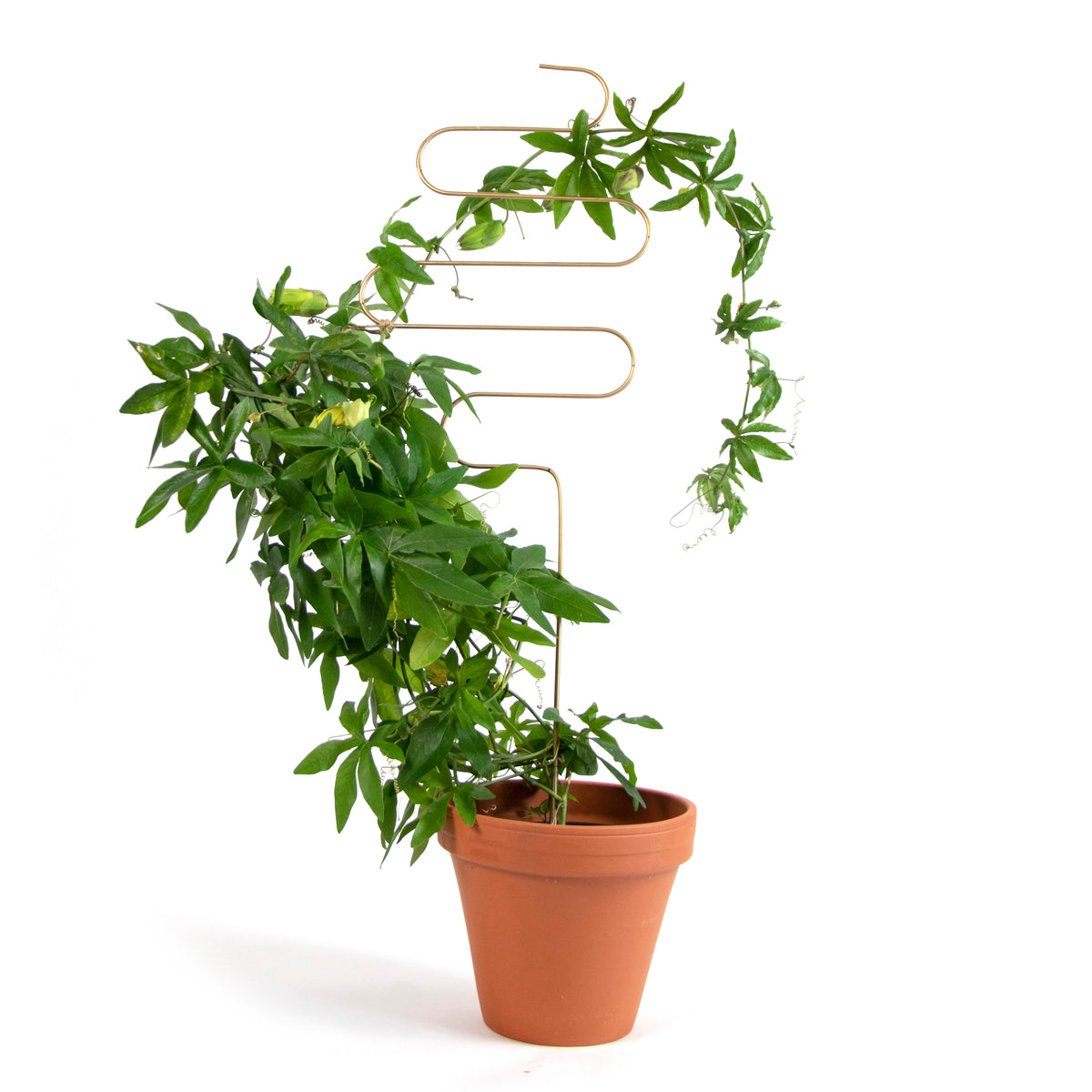 Plant Stakes – Hopeless Botanics