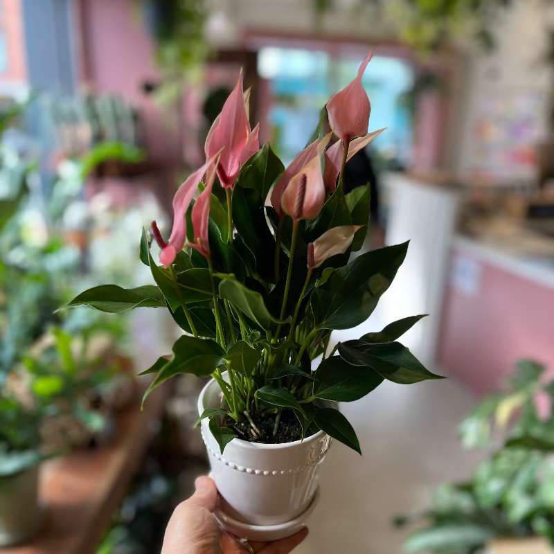 Anthurium 'Lilli' Gift Box – Hopeless Botanics