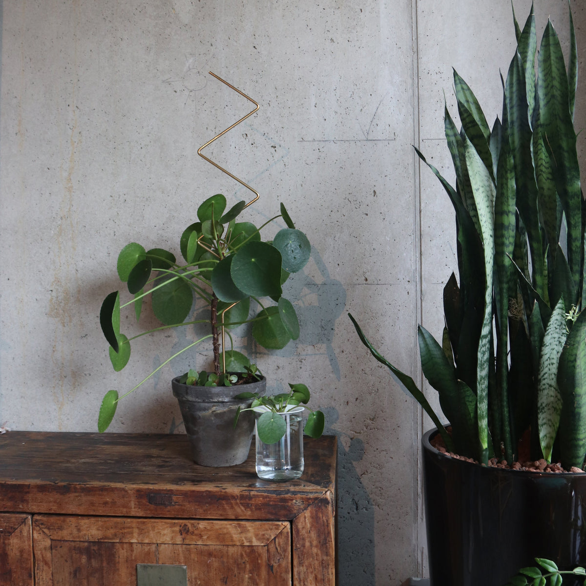 Plant Stakes – Hopeless Botanics