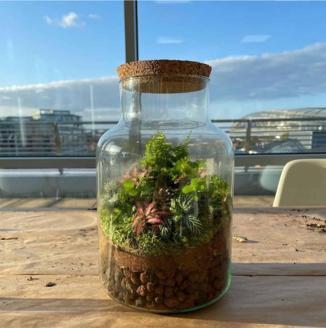 Terrarium workshop – Hopeless Botanics